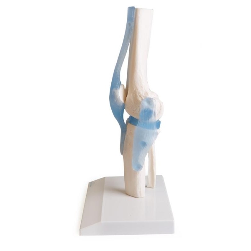 Knee Joint Model with Ligaments | Health and Care